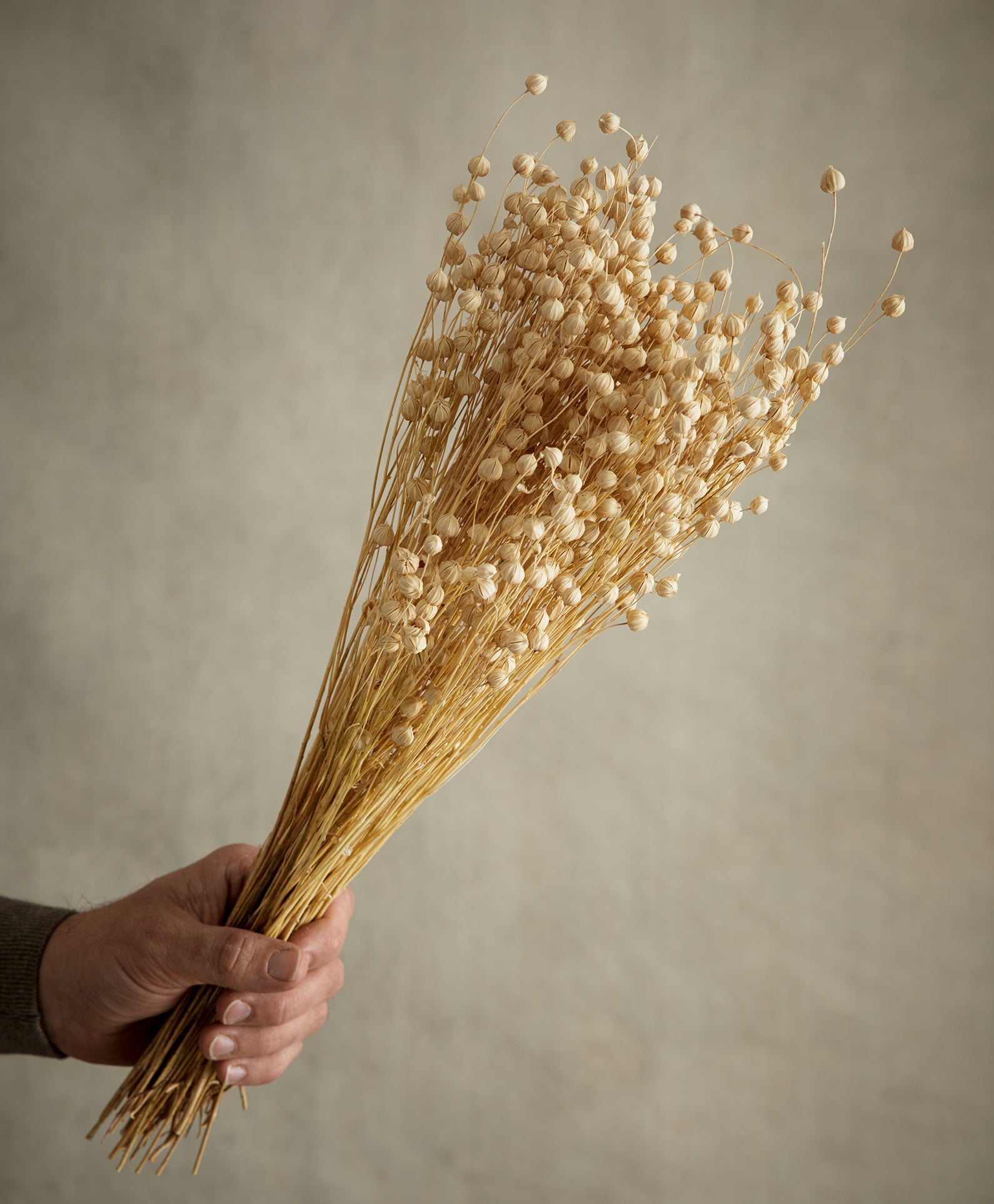 Dried Flax Natural | Exquisite Dried Flowers & Grasses – We Are Fox